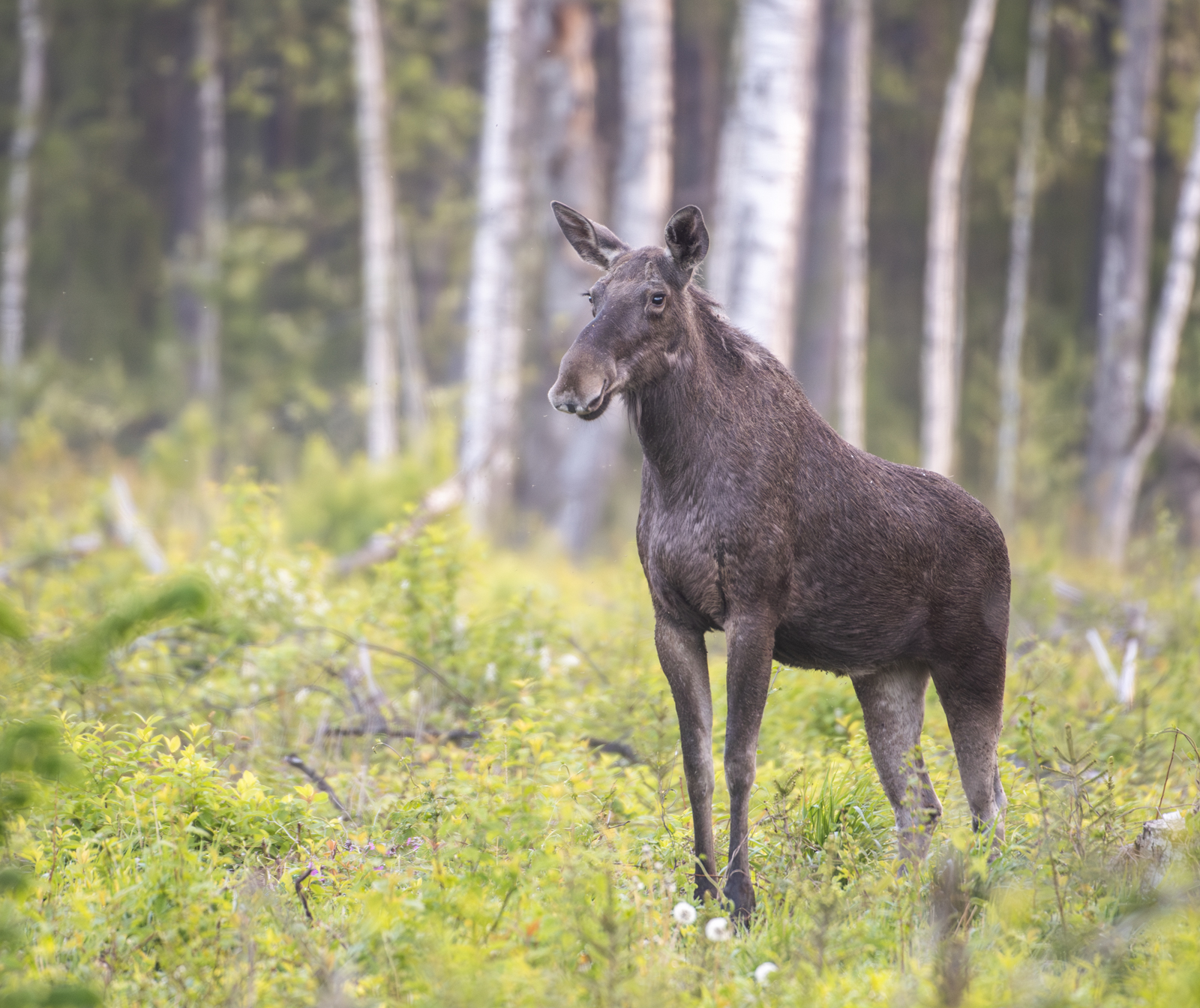 Hirvi elää metsissä ja kalliomaalauksissa