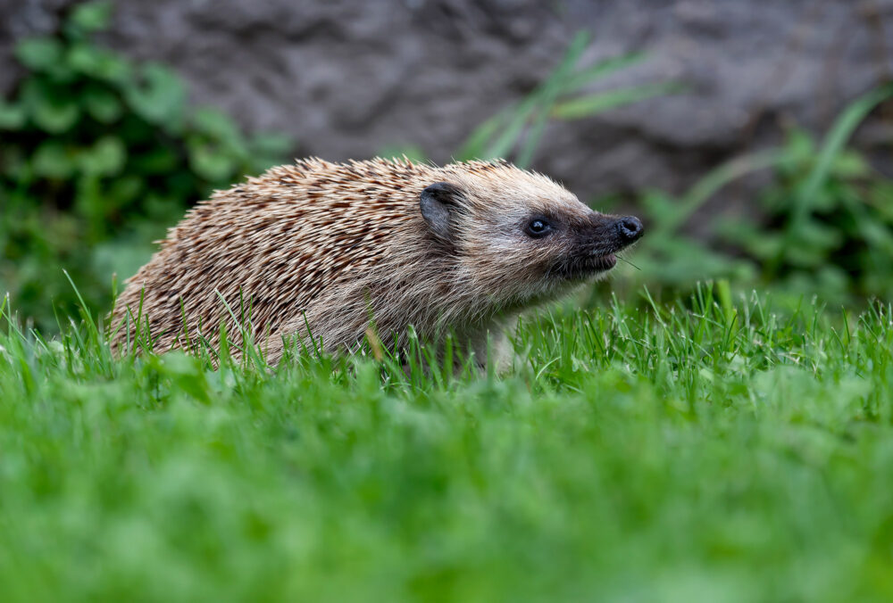 Ihminen toi siilin Suomeen – 150 vuotta myöhemmin piikkipallo on lähes uhanalainen