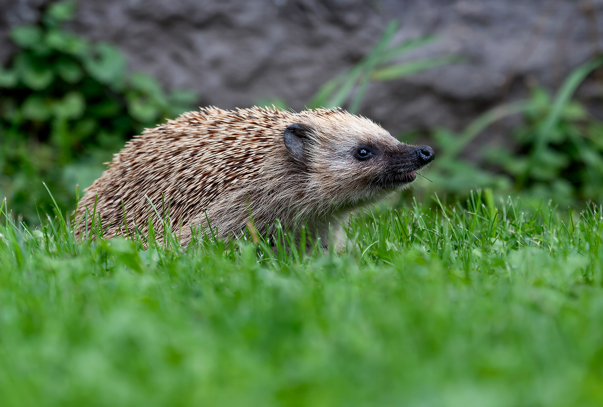 Suomen Luonto - Siili