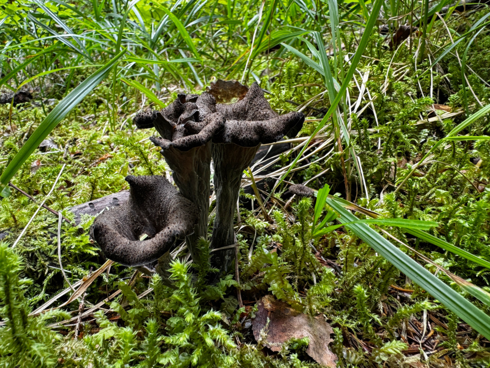 Mustatorvisieni piilottelee usein kaatuneiden puiden suojissa