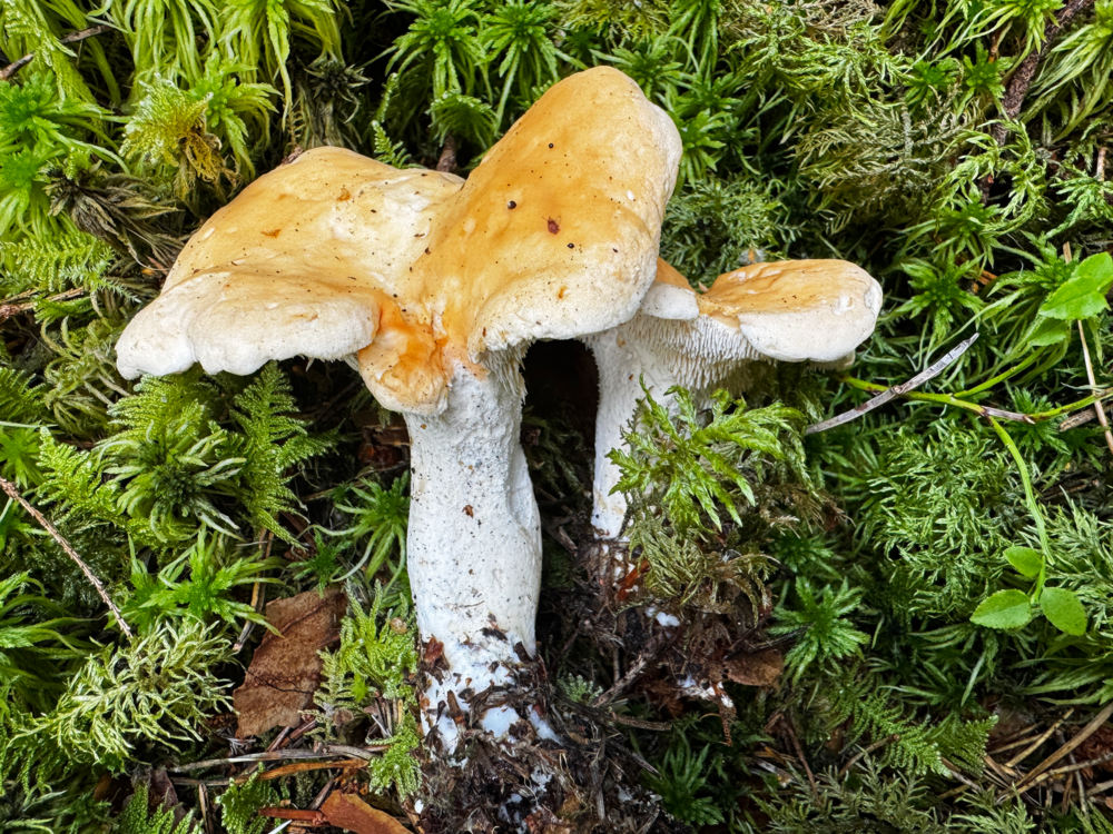 Vaaleaorakkaalla on selkeät tuntomerkit ja se sopii moneen ruokaan
