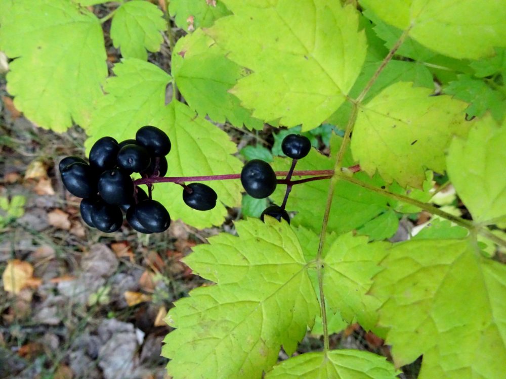 Myrkyllisiä mustia marjoja