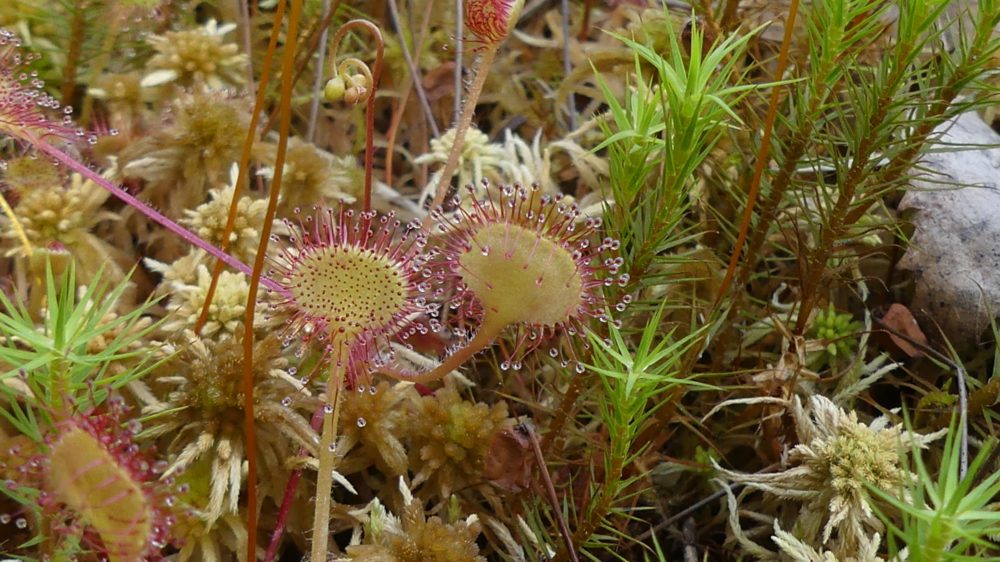 Kihokki on suon pieni kaunotar.