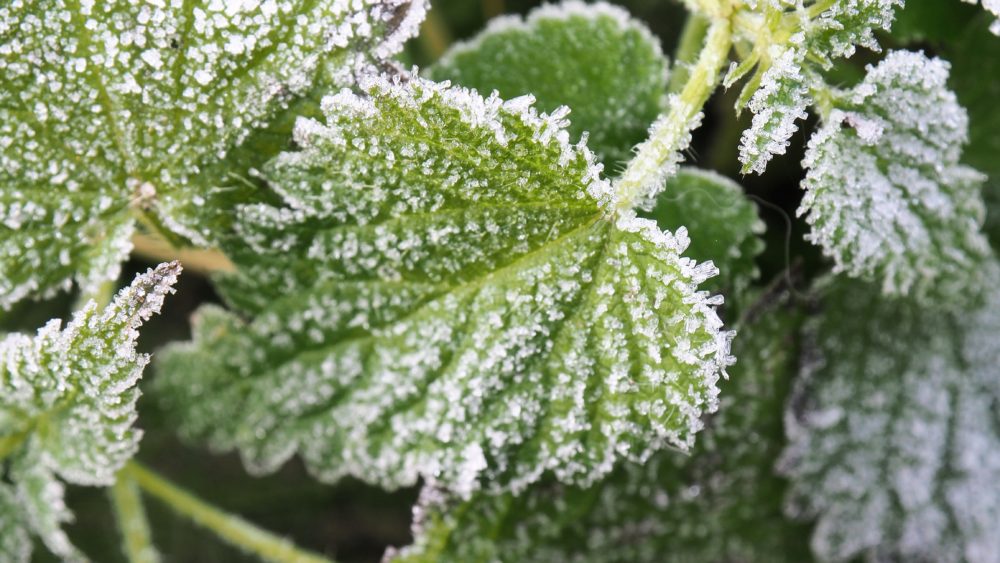 Marraskuu..ensipakkanen