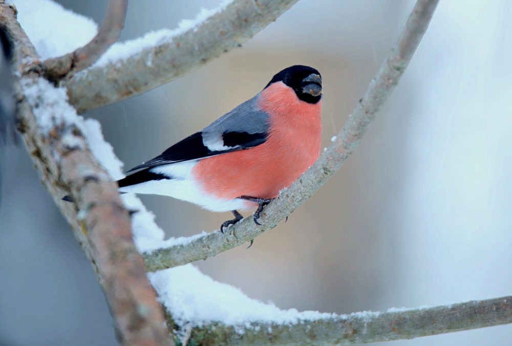 punatulkku on oikea joulun lintunen