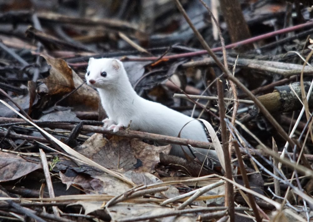 Lumikko, talviturkissa