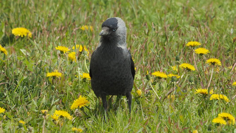 Naakka voikukkaniityllä.