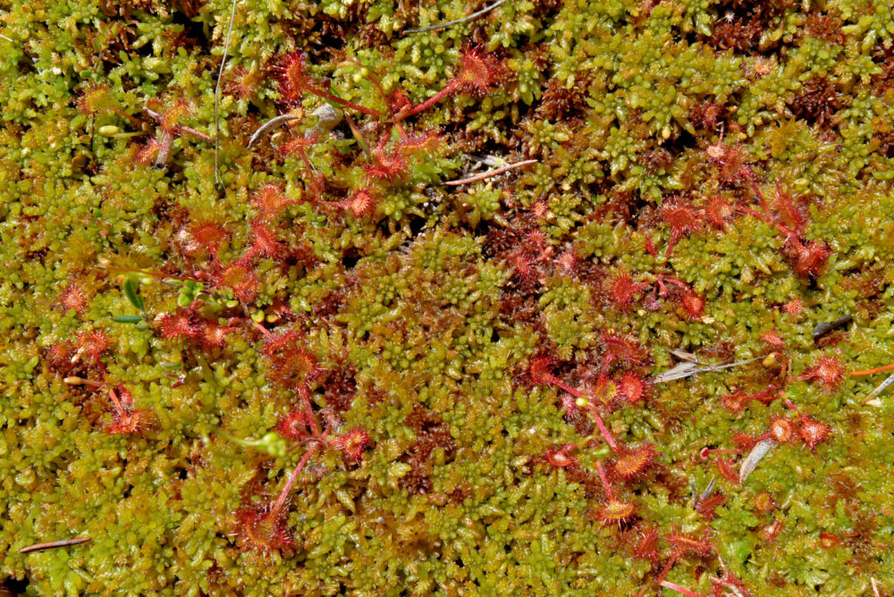 Pyöreälehtinen kihokki