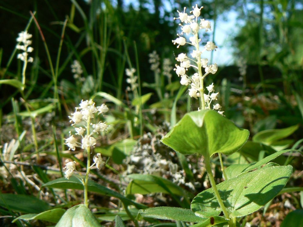 Oravanmarjakasvustossa kukinnan aika
