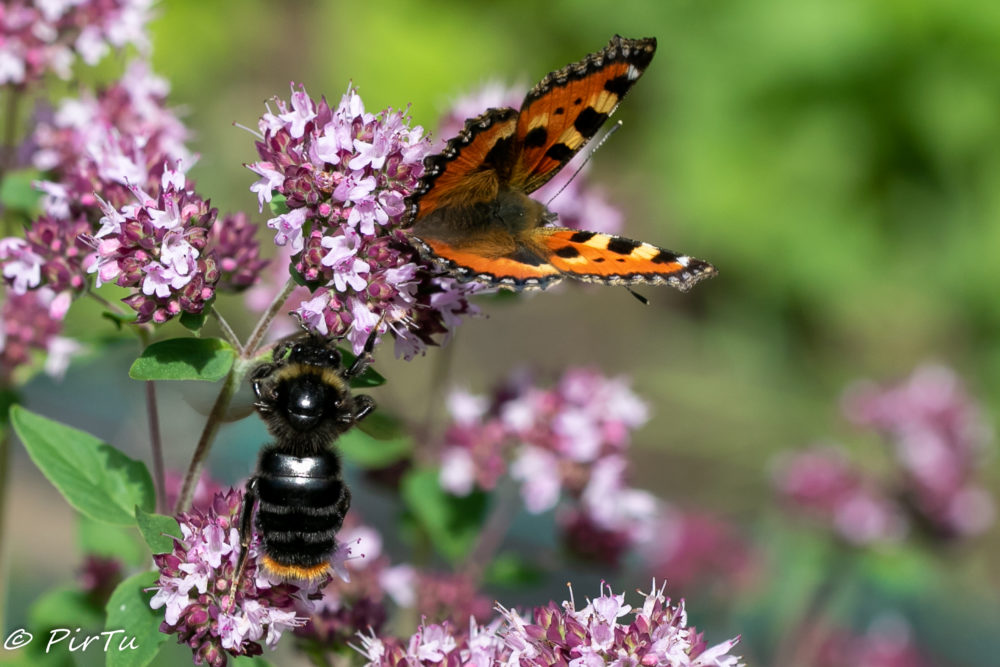 Pelastan pörriäisiä