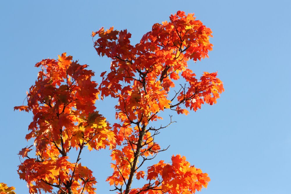 Vaahtera hehkui auringon valossa