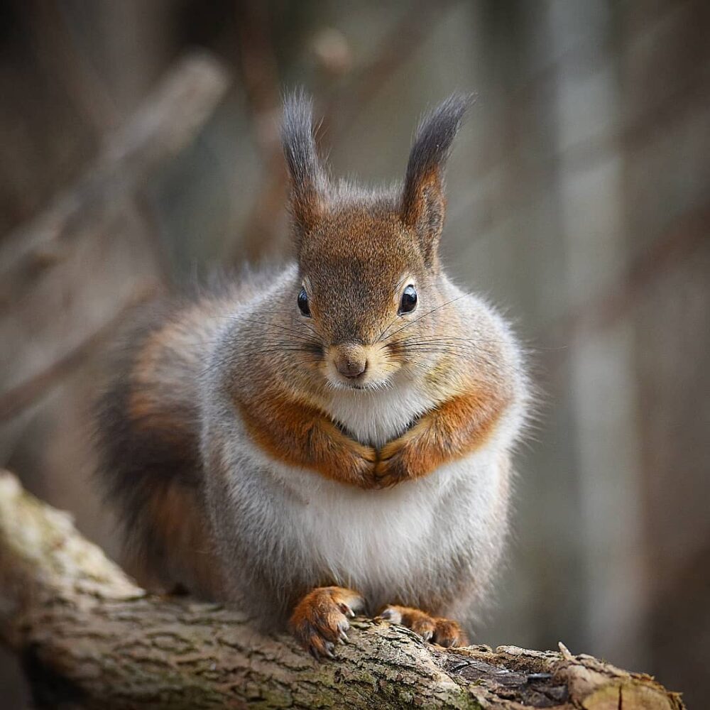 Oravan kaunis talviturkki