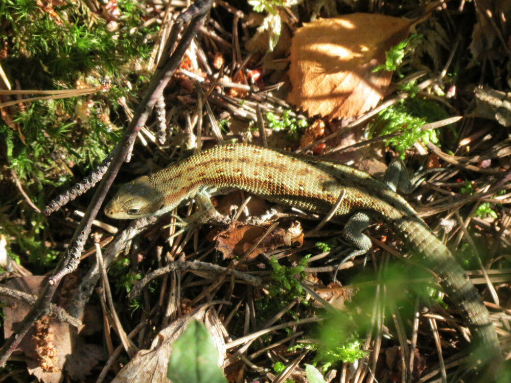 Sisliskojen uusi muotiväri