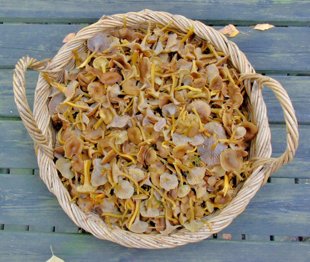 Parasta laatua