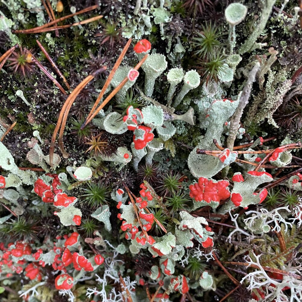 Torvisieni kukkii