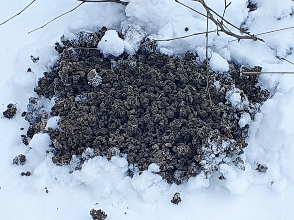 Rotan vai vesimyyrän maakasa?