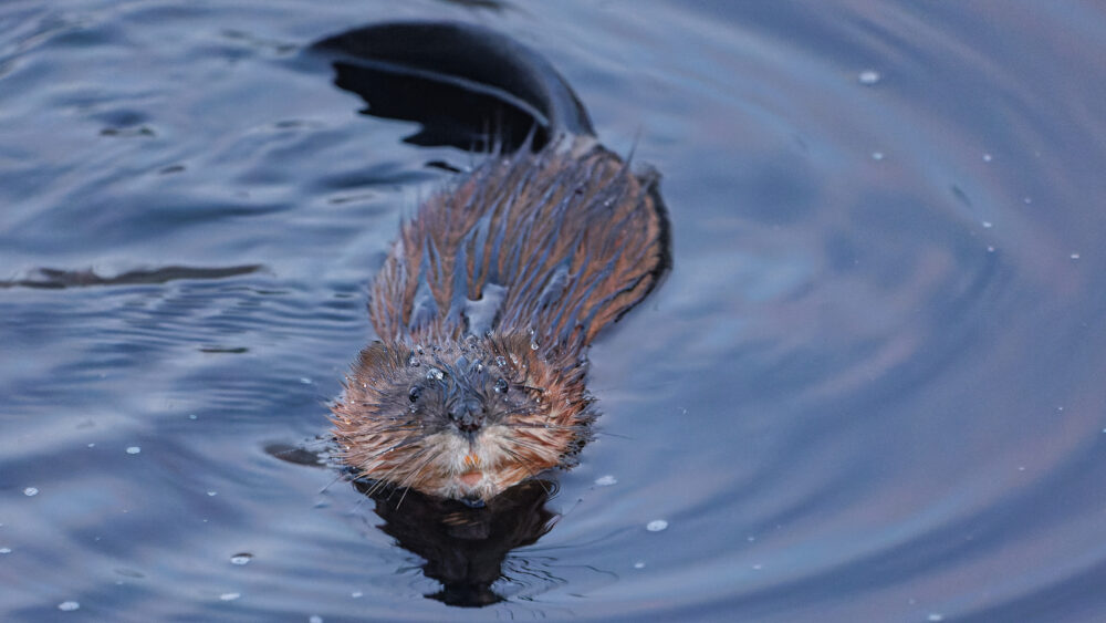 Piisami katsoo kuvaajaa