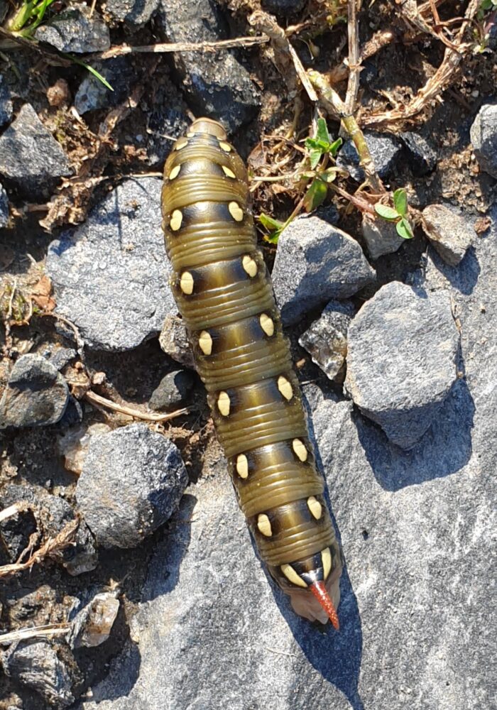 Matarakiitäjän toukka