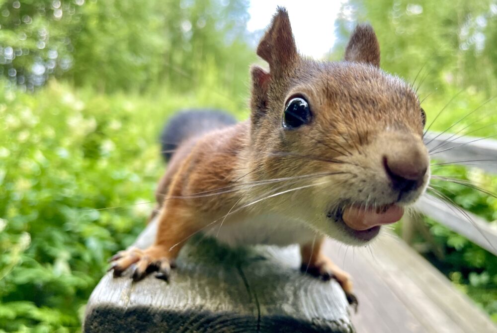 Kurre kiittää...