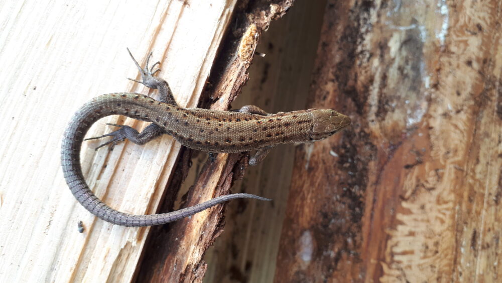 Sisilisko puukasassa