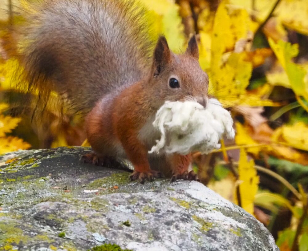 Orava varautuu kylmään taveen
