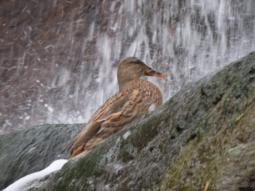 Sorsa vesiputouksessa