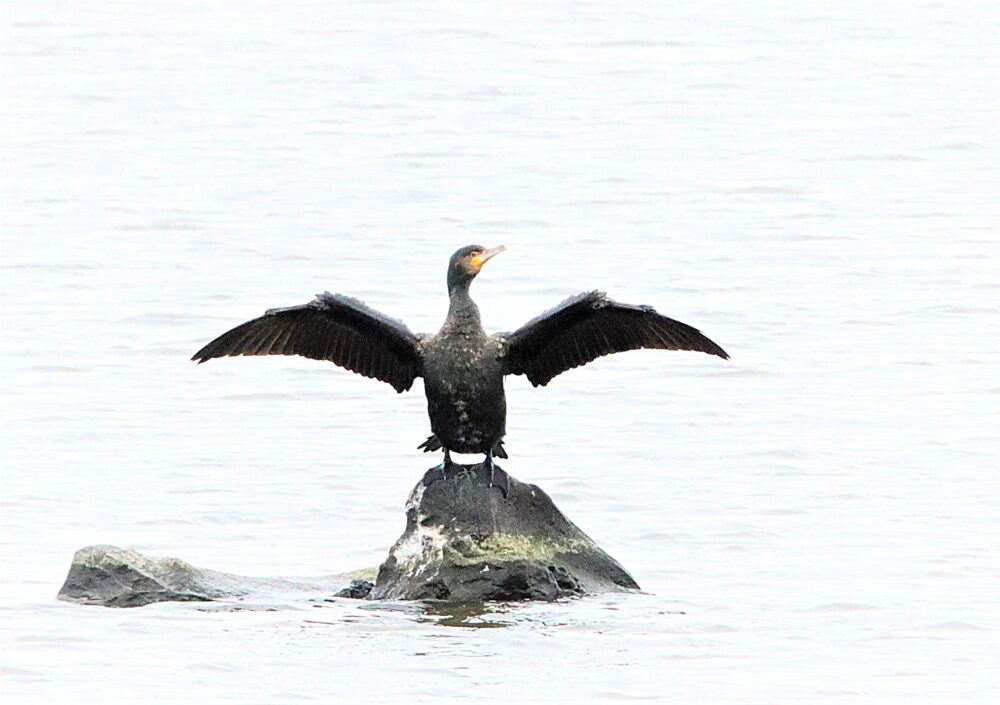 Järvellä viihtyvät merimetsot