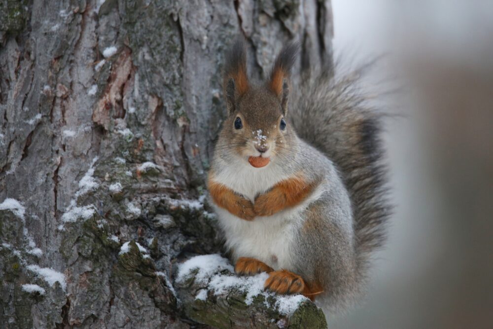 Pähkinä on oravan karkki