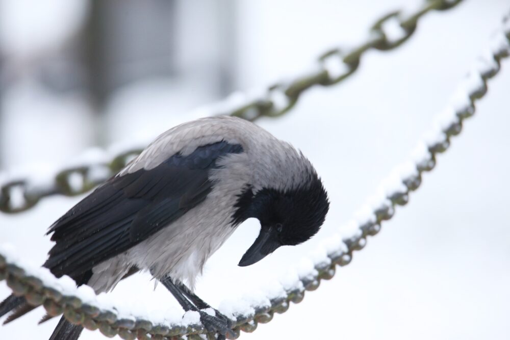 Nöyräksi vetää variksenkin mielen talvi