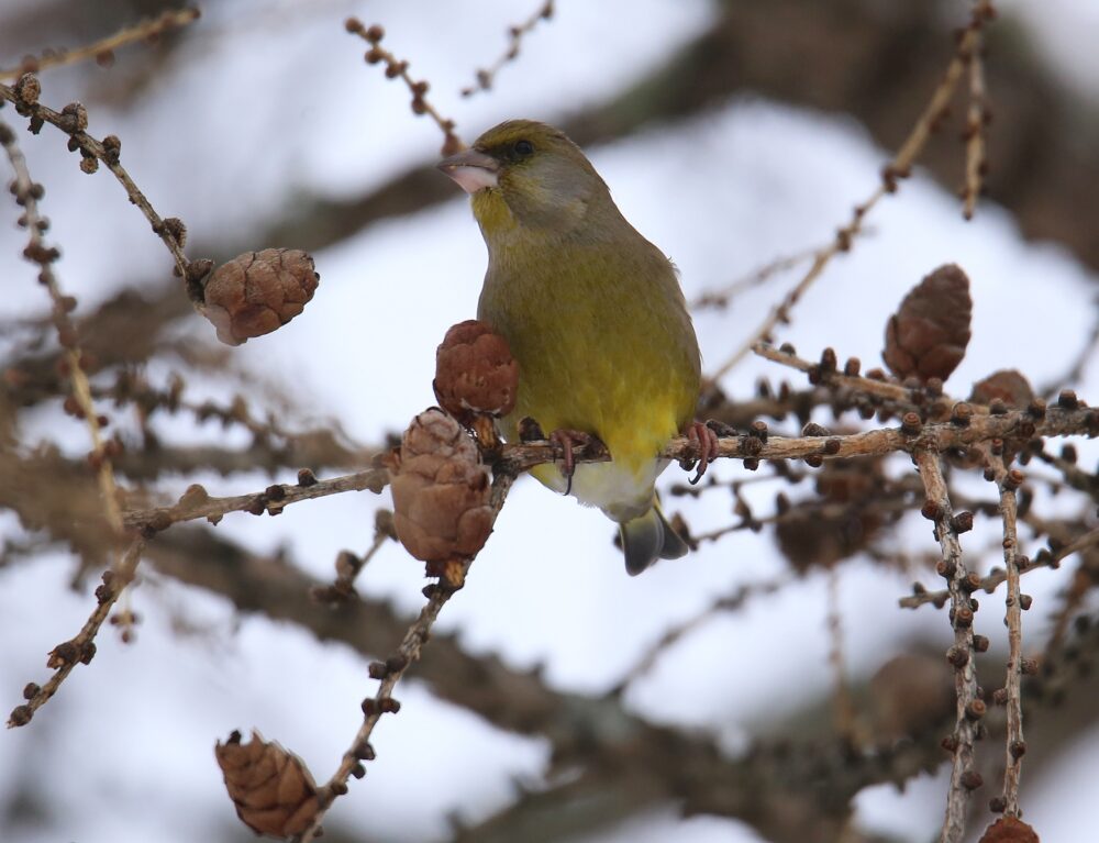 Viherpeippo söi lehtikuusen käpyjen siemeniä