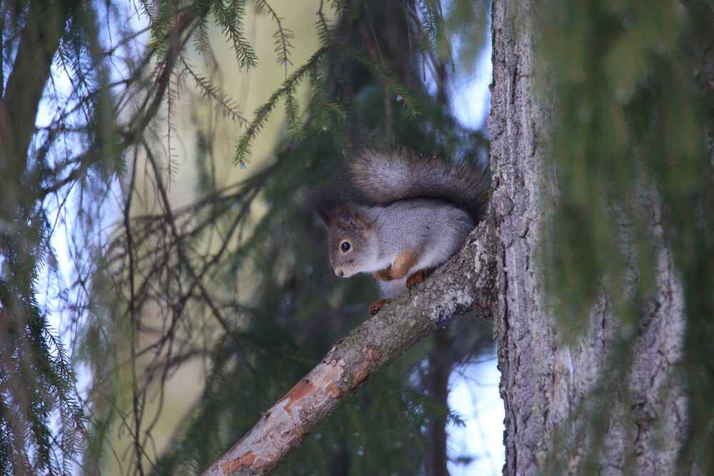 Kas kuusen latvassa oksien alla on orava.
