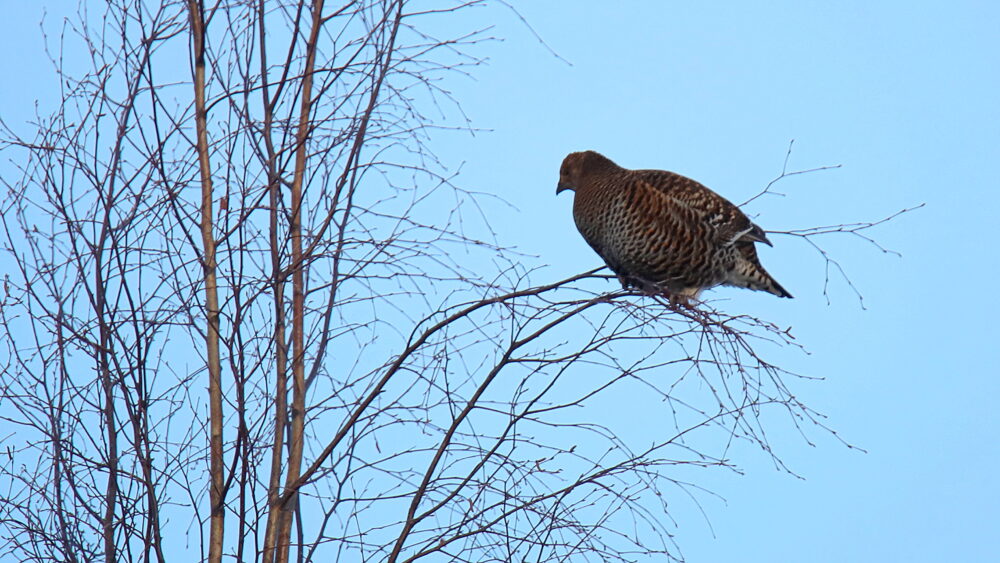 Naaras teeri koivussa