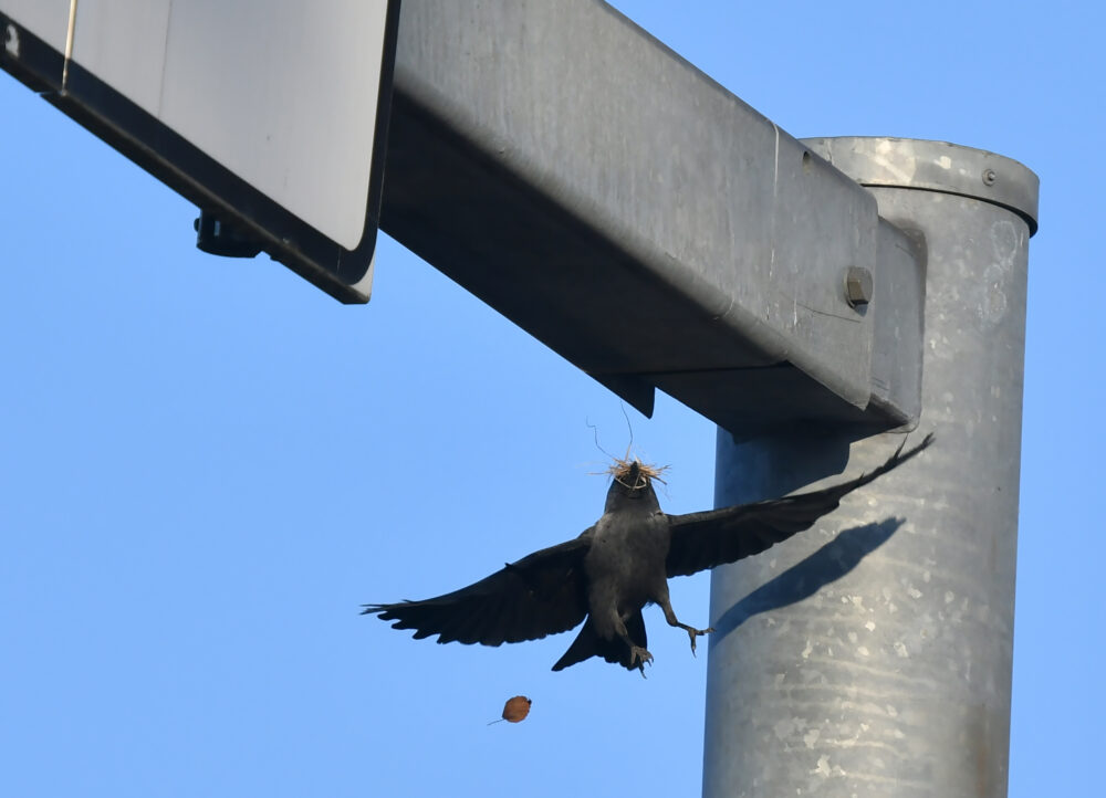 Naakka rakentaa pesää.