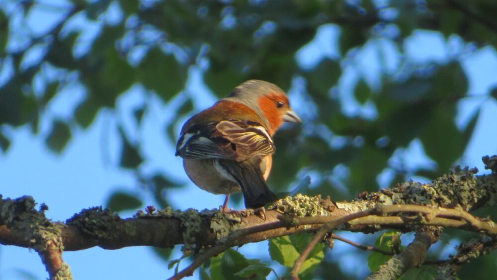 Peippo rantakoivussa