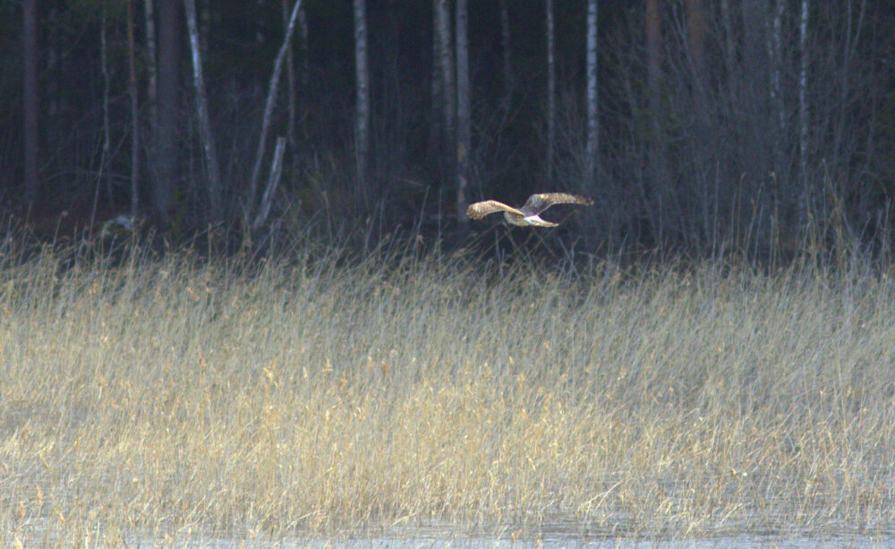 sinisuohaukka naaras