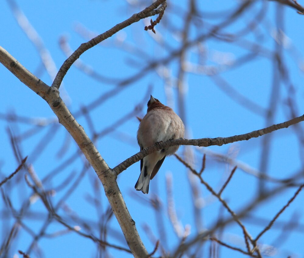 Peipponen liversi korkealla puussa