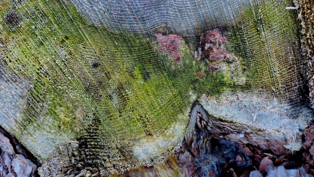 Luonnon luomaa taidetta-