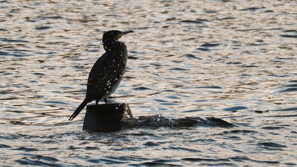 Merimetso suihkussa.