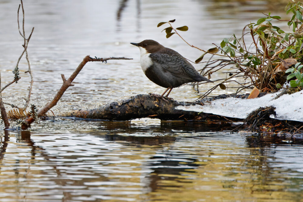 Koskikara ja maaliskuinen virta
