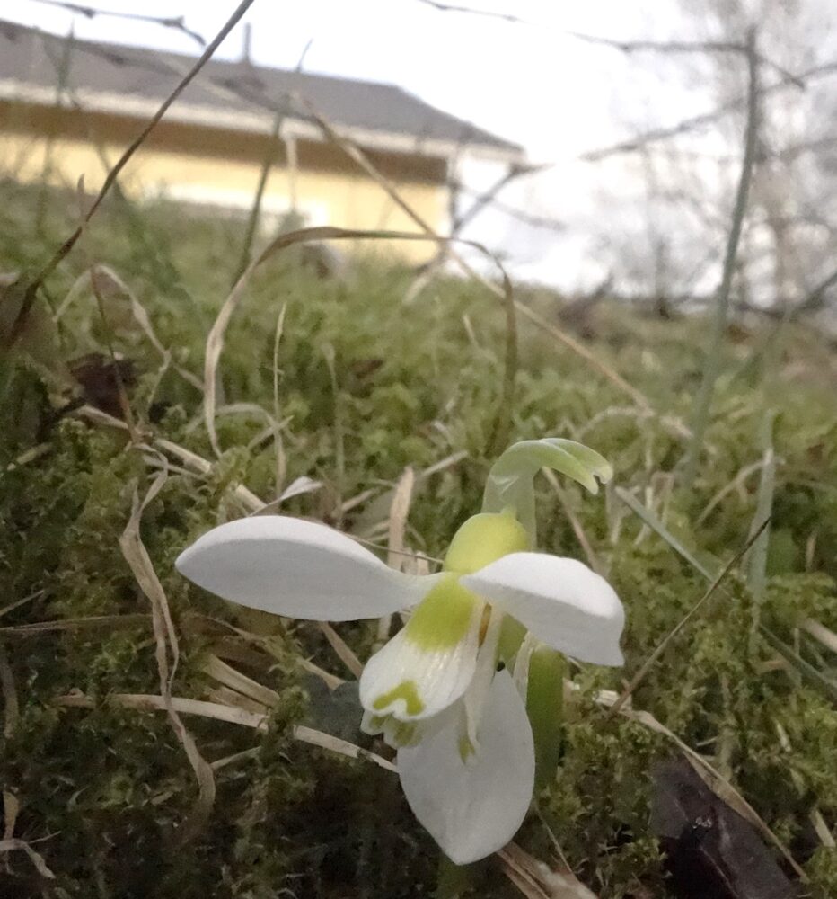 Kun lumi suli, kevät tuli ja lumikello kukkansa avasi