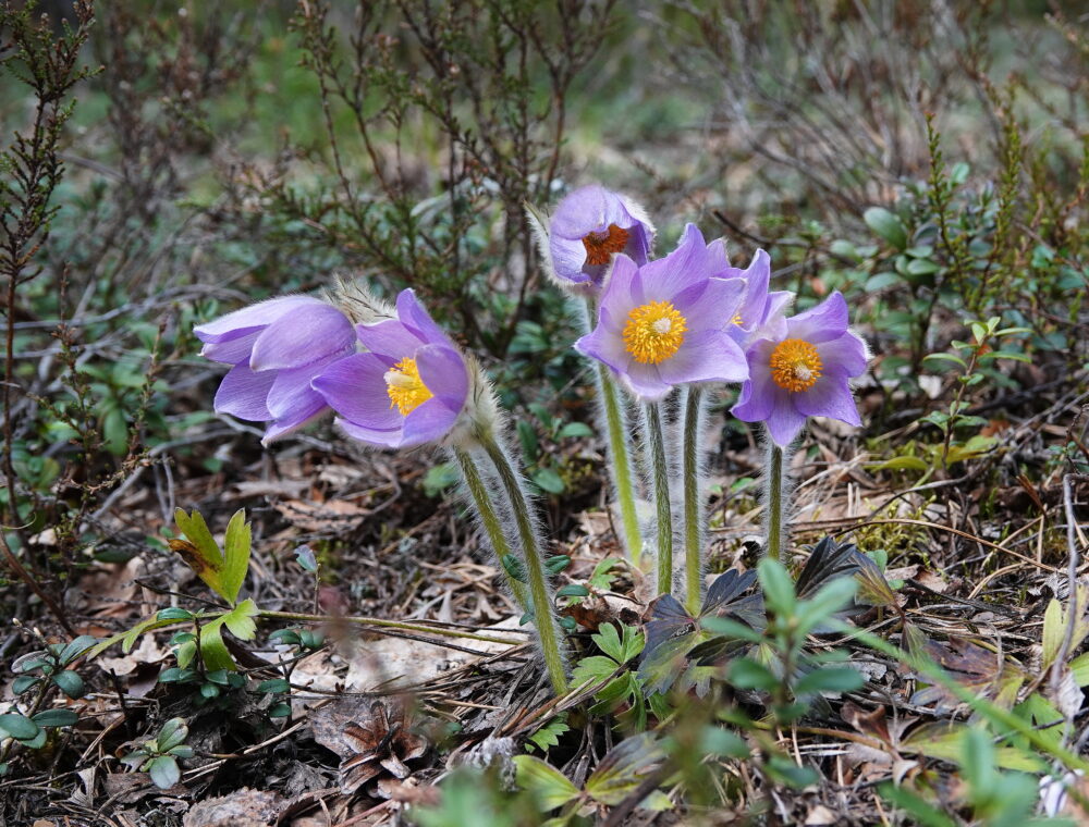 Anemone patens et vernalis