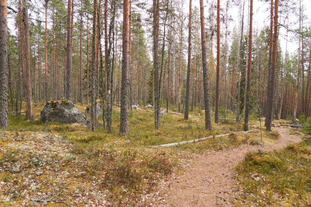 Metsän polku