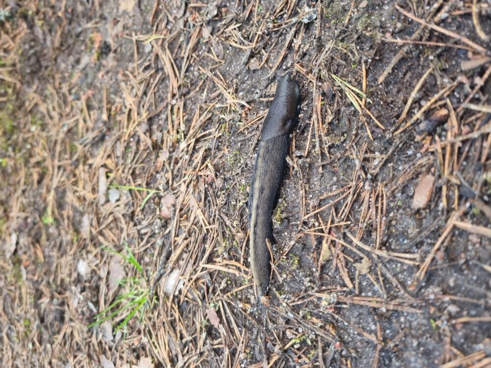 Ukkoetana polulla