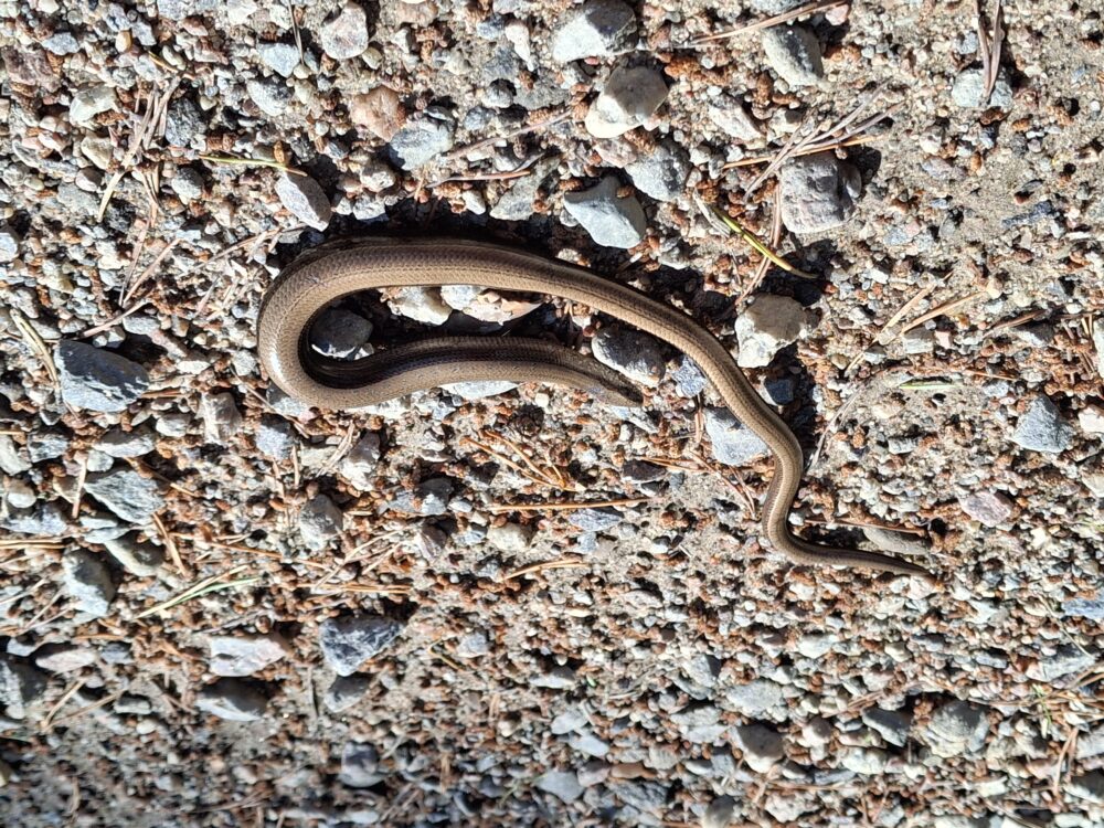 Komea vaskitsa 2