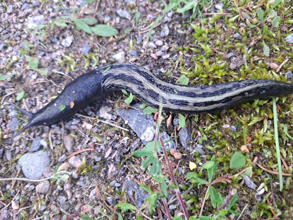 Komea ukkoetana oli 20cm pitkä
