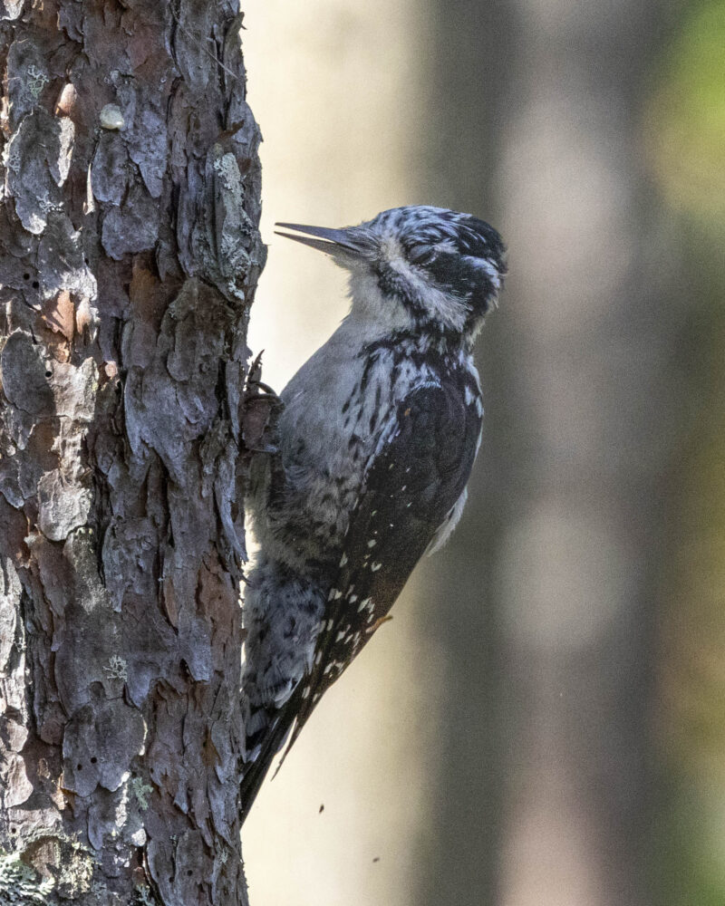 Pohjantikka Pohjois-Karjalassa